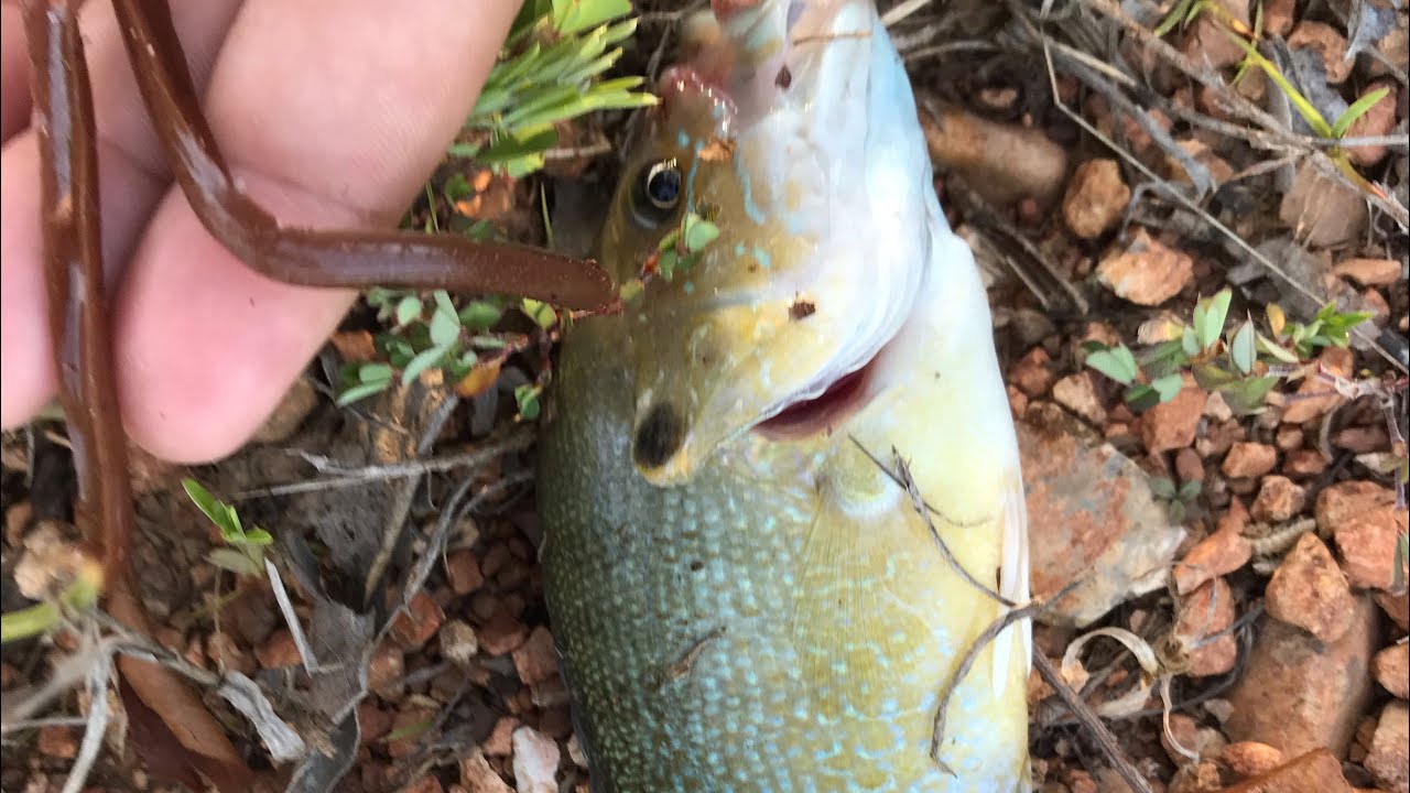Fishing with Realistic worm!! (Unexpected catch) so many fish!! - YouTube