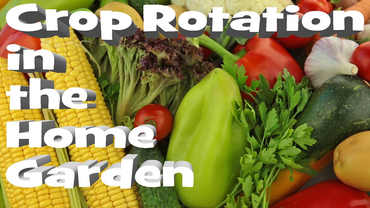 Crop Rotation | Homesteading or Home Garden Organic Permaculture - YouTube
