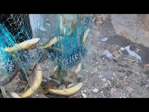 Derede serpme  ile balık avı