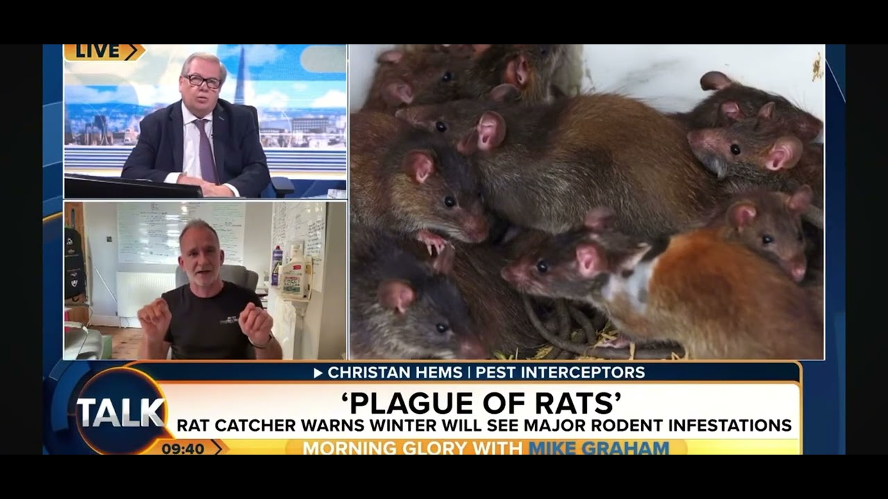 Giant Rats?! What are rats eating that makes 20 inch rats? Talk TV ...