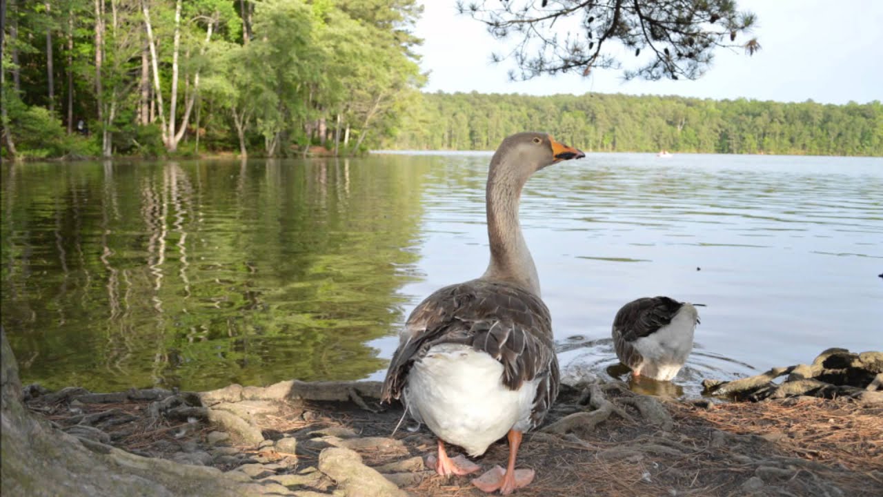 nikon d3200 sample pictures - YouTube