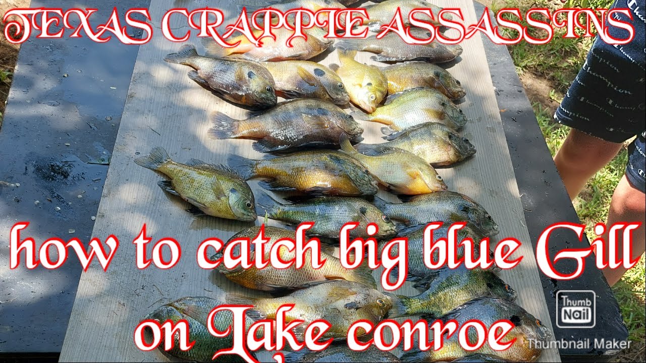 how to catch big blue gill on lake conroe - YouTube