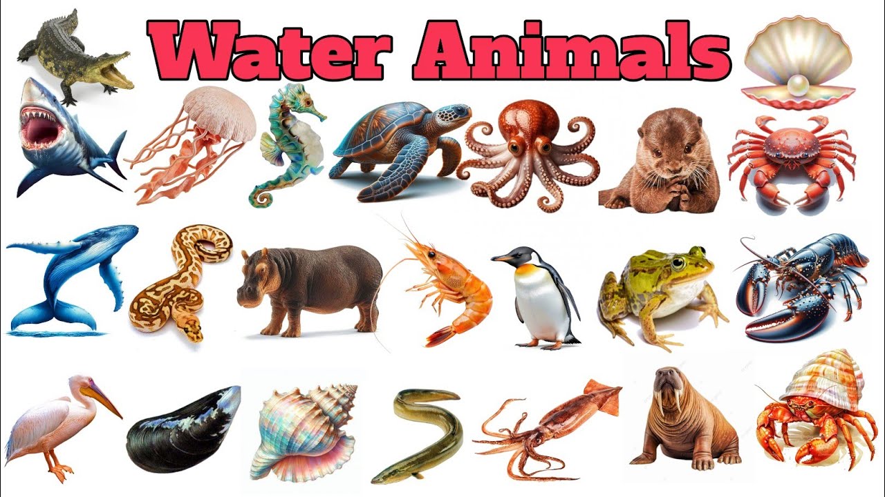 water animals | पानी में रहेने वाले जीव | water animals for kids ...