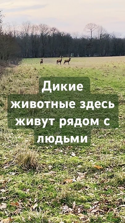 Здесь дикие животные живут рядом с людьми #shorts #животные - YouTube