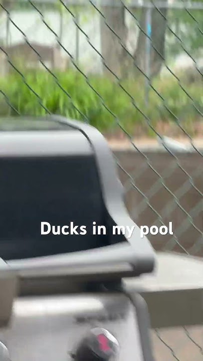 Ducks in my pool - YouTube