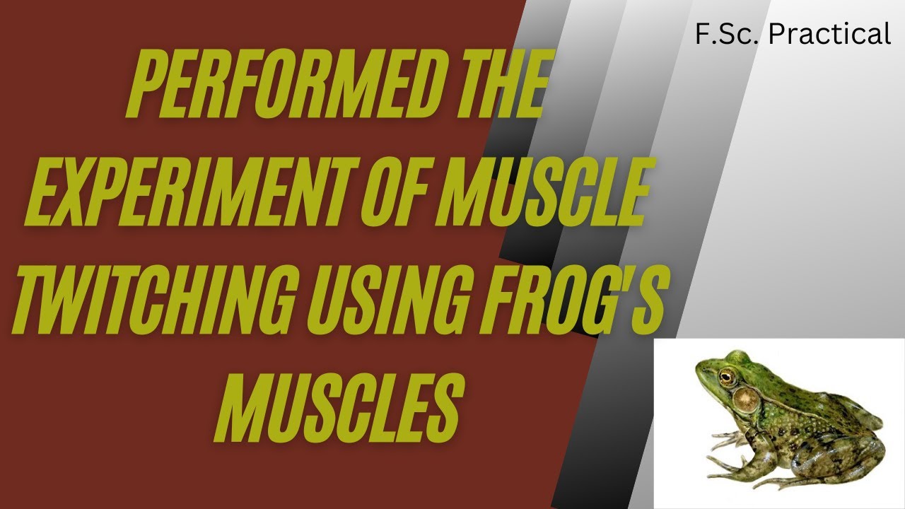 Performed the experiment of muscle twitching using frog's muscles with ...