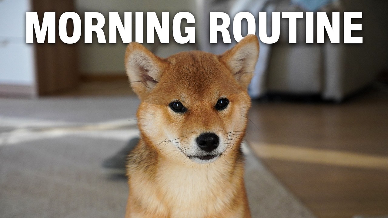 Shiba Inu Puppy Morning Routine - YouTube