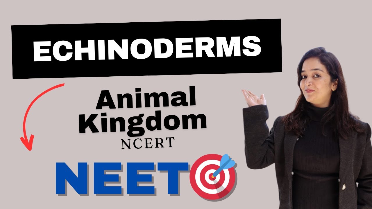 Echinoderms ||Animal Kingdom #neet - YouTube