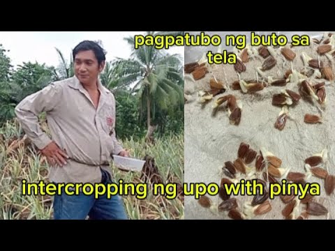 Pagpatubo ng buto ng upo sa tela at pag intercropping upo with pinya ...