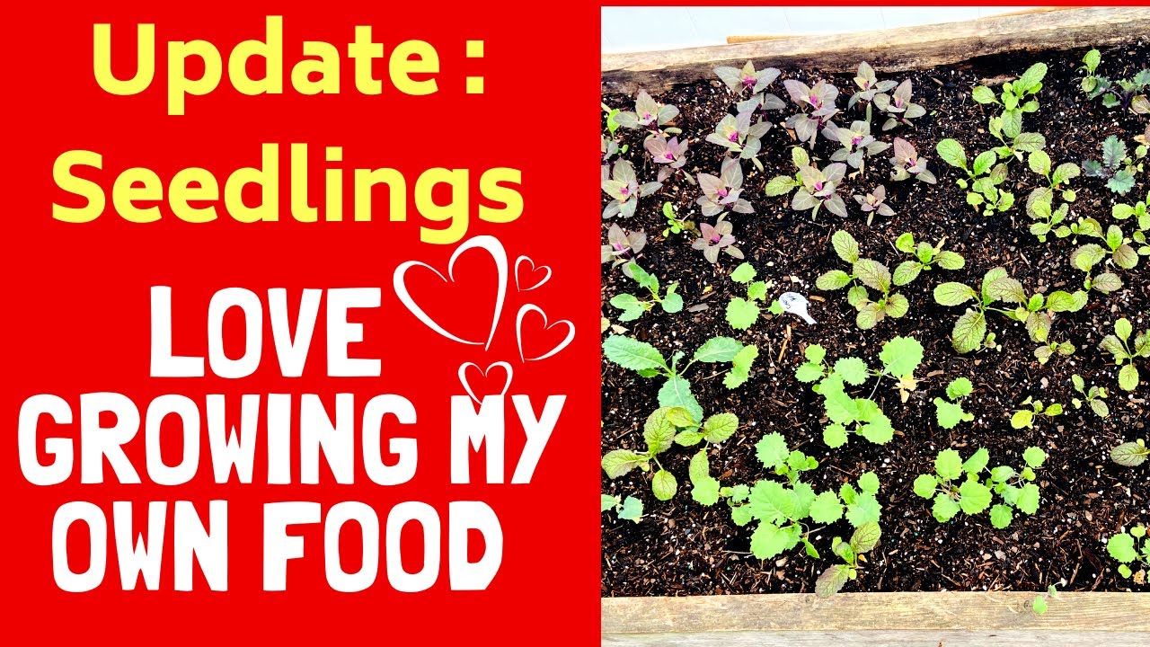 Seedlings Update - Love Growing My Own Food - YouTube