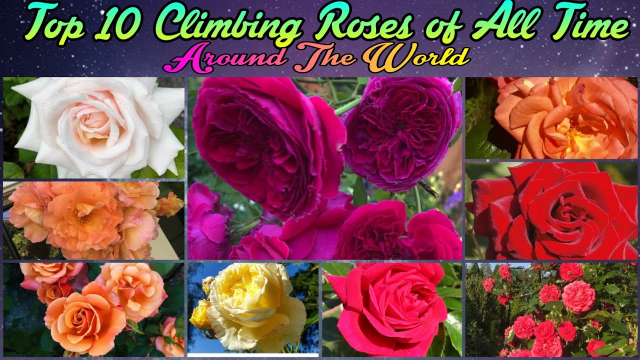 121 - Top 10 Climbing Roses Around The World || Floral Gardening - YouTube