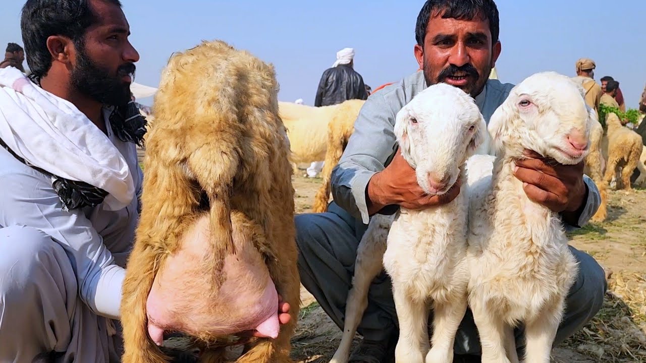 Jumma market Fresh video Mundri sheep Forming all Pakistan Malik Imran ...
