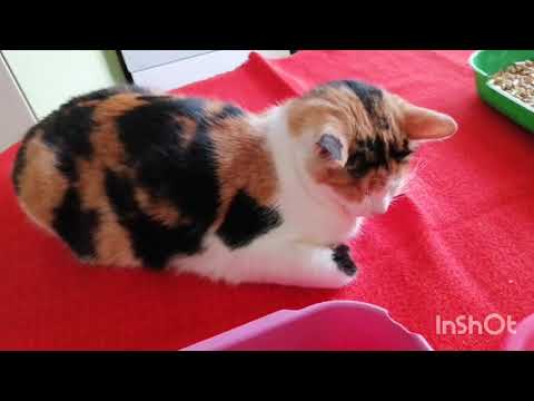 Как быстро приучить котёнка к лотку. Из личного опыта. Котоведение для чайников. Лайфхак