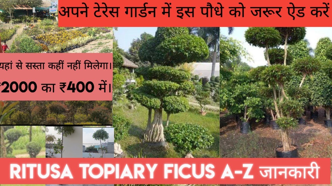 सबसे सस्ते टोपियरी फाइकस यहां से मिलेंगे ||Topiary ficus #ritusa ficus ...