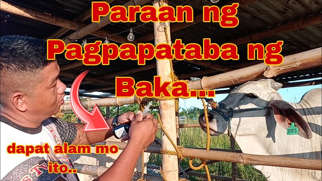 EP:61 Unang hakbang sa Pagfafatening ng Baka/ Pagpurga at pagvitamins # ...