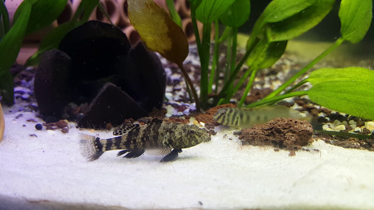 Butis Koilomatodon ( Bống Hổ ) và Omobranchus Zebra - YouTube