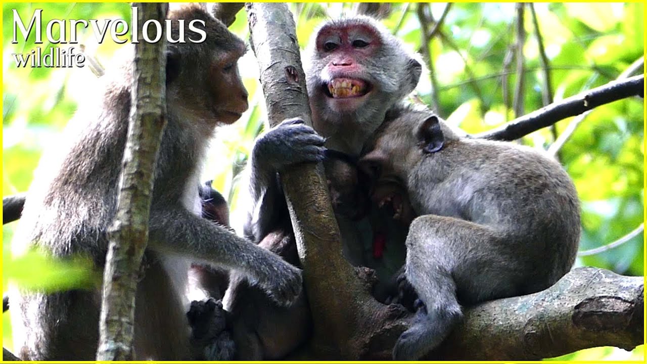 Is it jealousy? P+ity Jazzy monkey get c+omplication from Barbie no ...