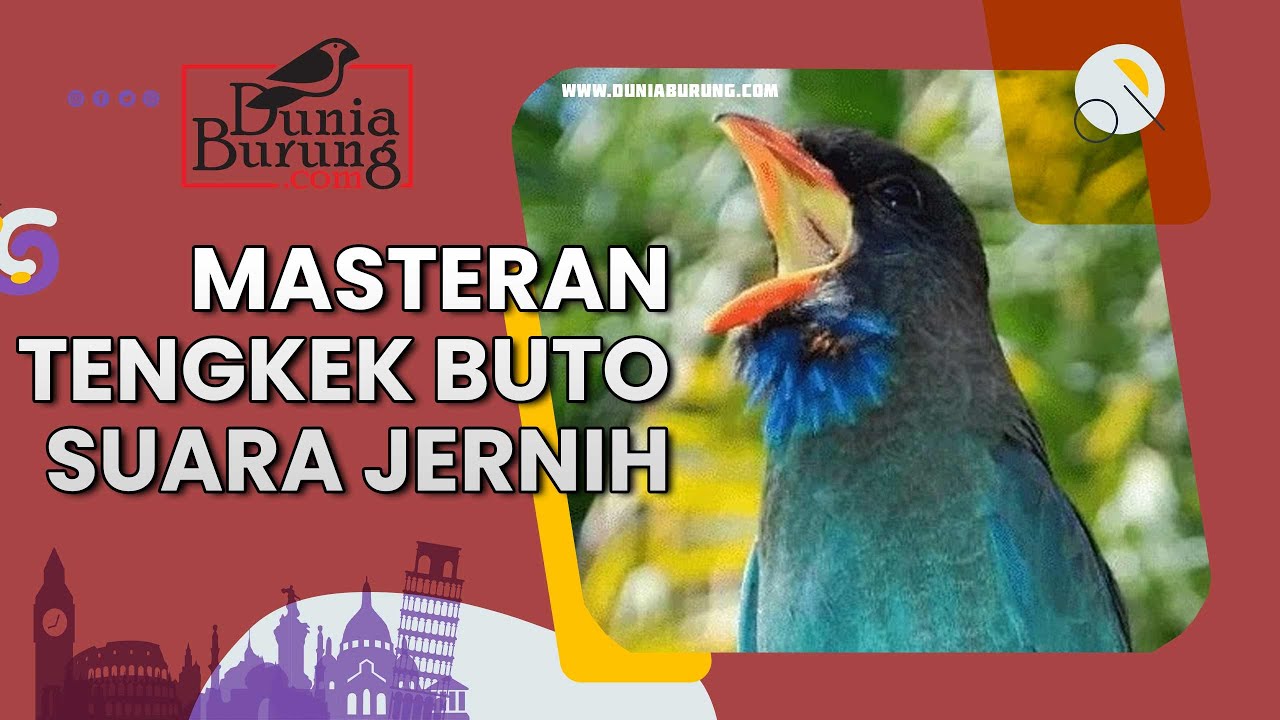 Suara Masteran Tengkek Buto Durasi Panjang Suara Jernih dan Berjeda ...
