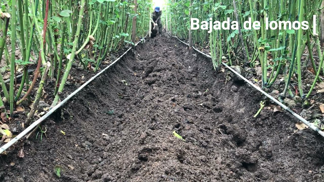 Aporque en cultivo de rosa - YouTube