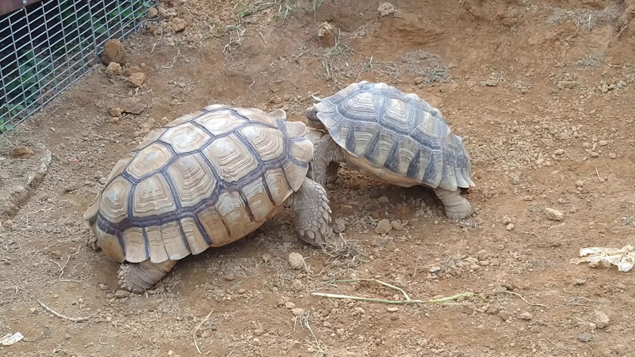 Tortoise fight - YouTube