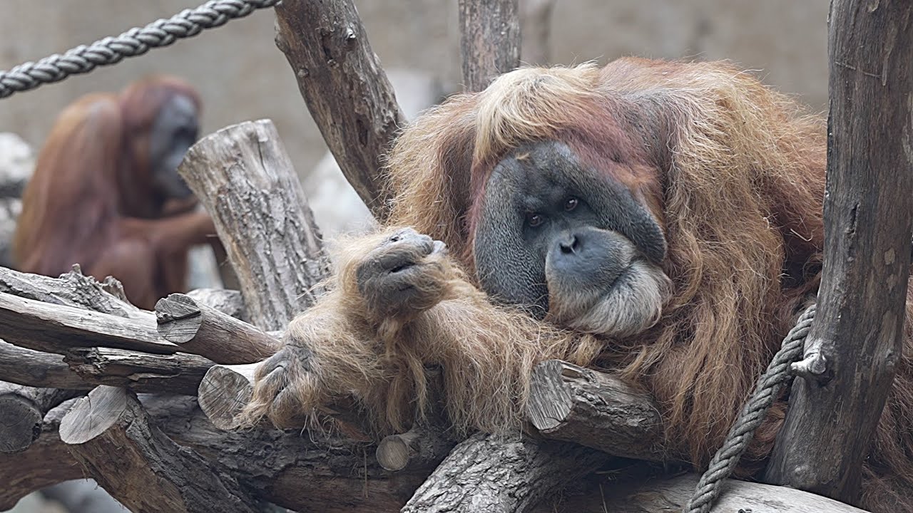 orang utan video 4k,ape Orang Utan,zoo video 4k,ape affe,Bimbo and ...