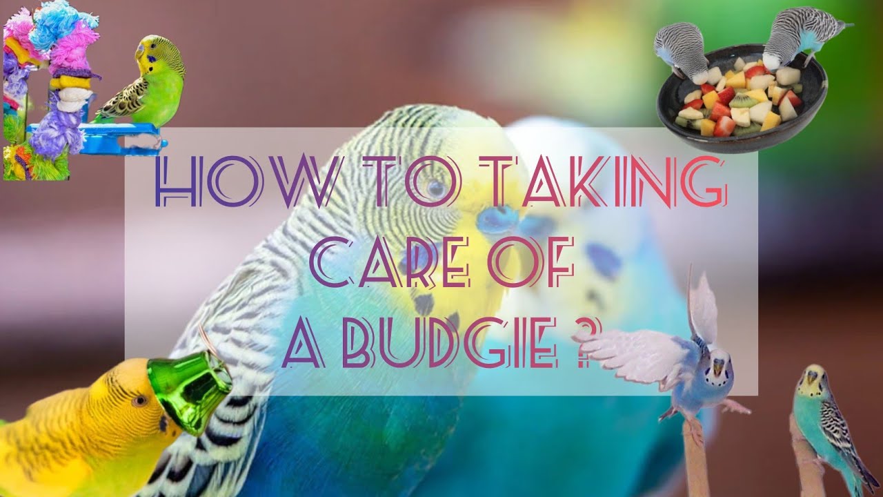 How to taking care of a budgie?| Budgie care | Budgies - YouTube