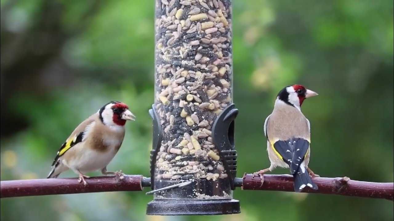 Singing Birds - The Most Beautiful Singing. - YouTube