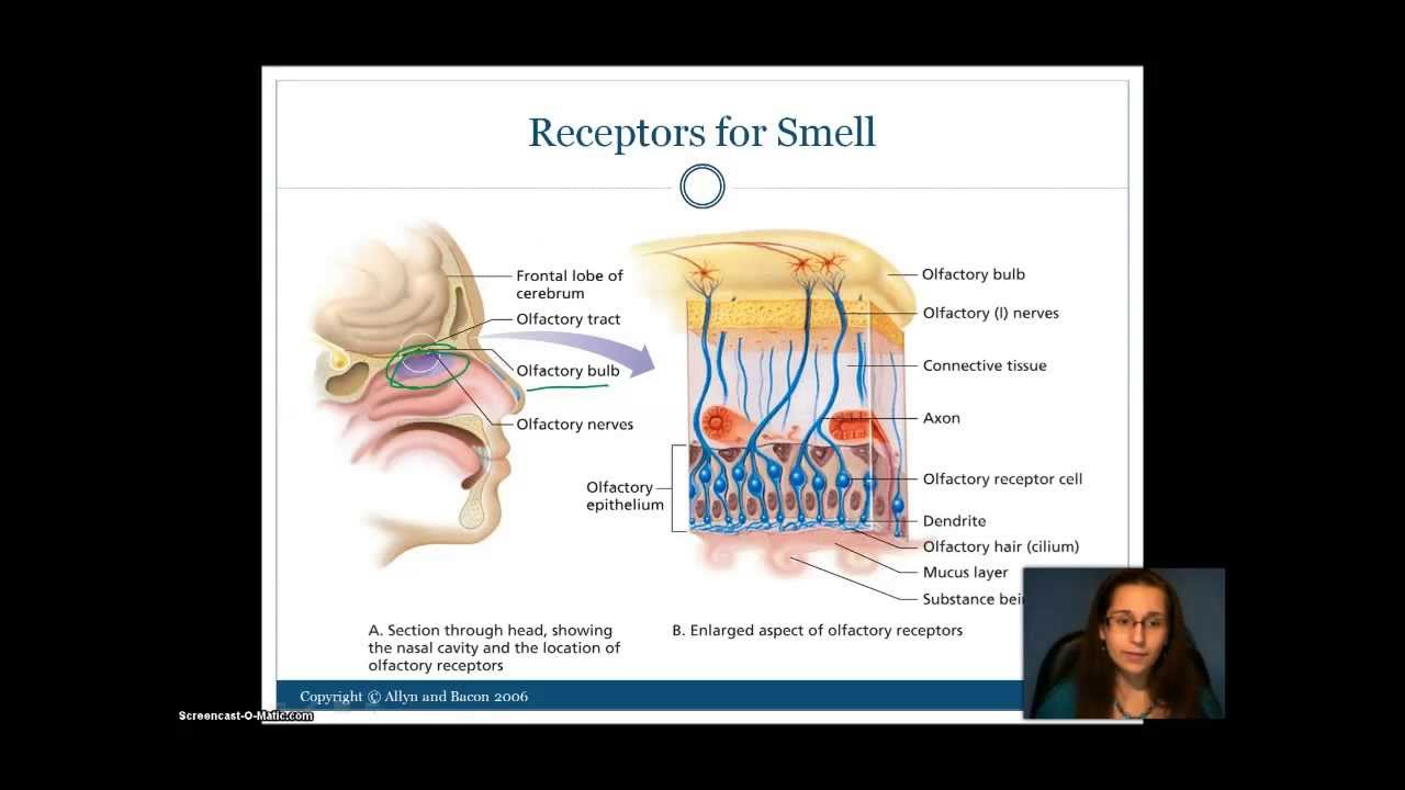 Sensory Processing - YouTube