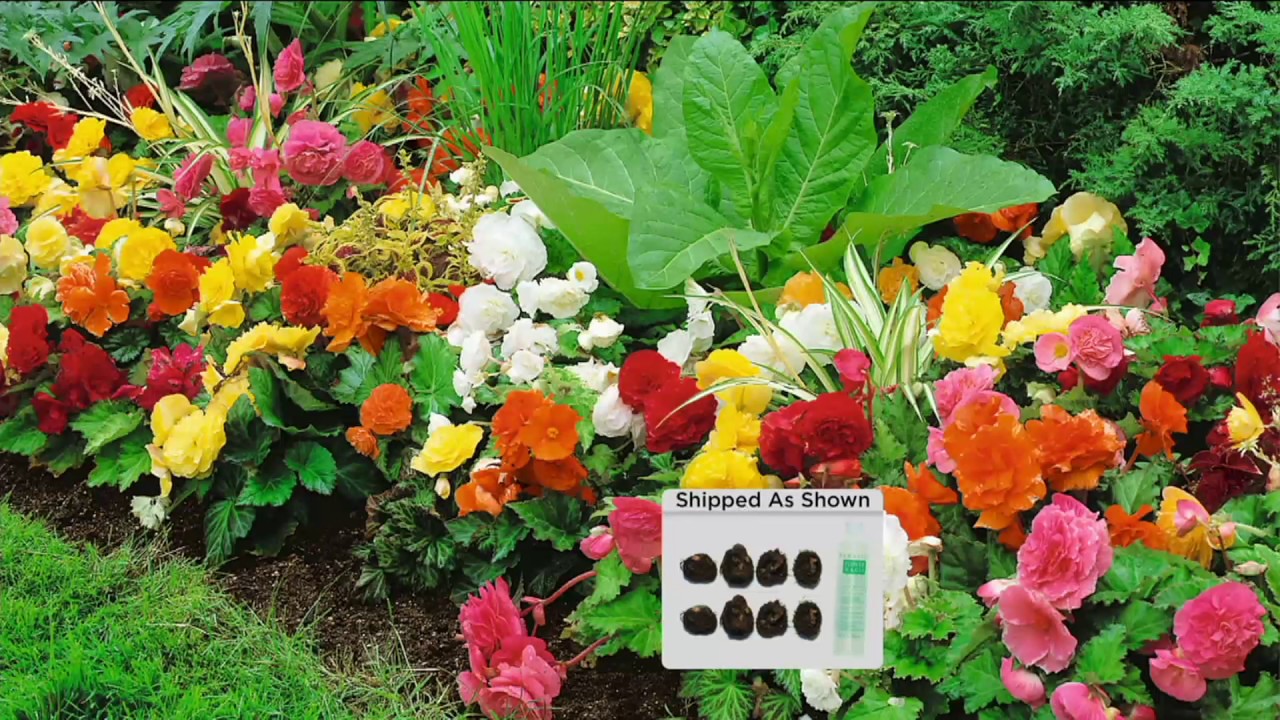 Roberta's 8-piece Jumbo Begonia Collection w/Fertilizer on QVC - YouTube