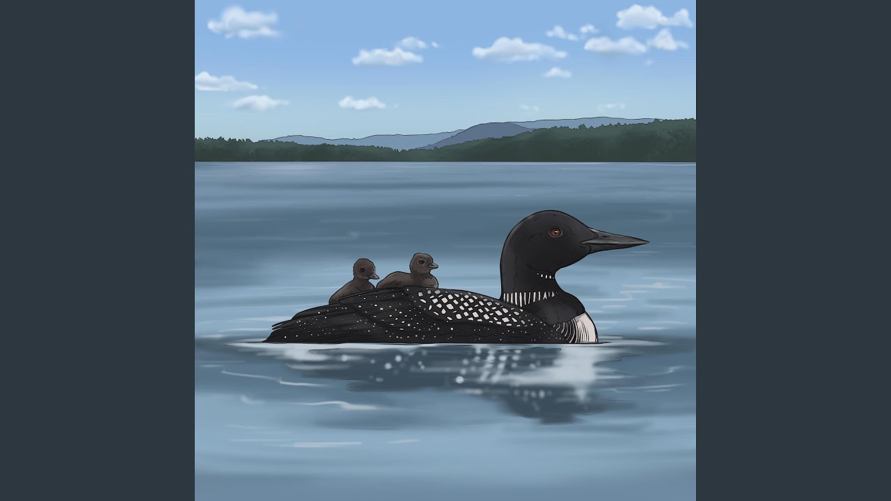 Common Loon - YouTube