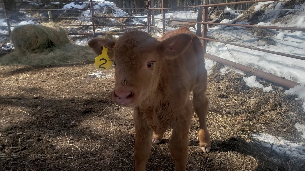 Orphan Calf. March 26, 2023 - YouTube