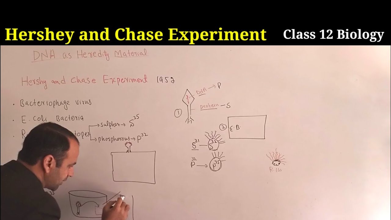 Hershey and chase experiment class 12 Biology | DNA as heredity ...