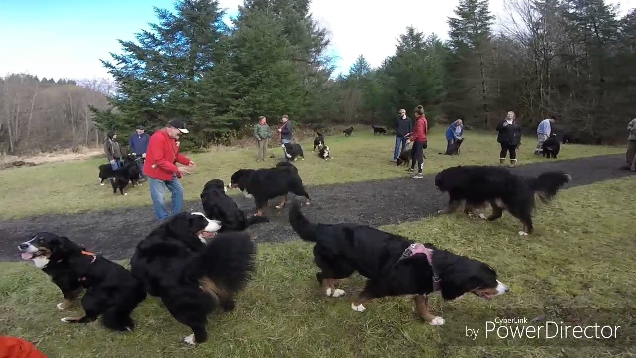 Bernese mountain dog meetup Buxton Trailhead - YouTube