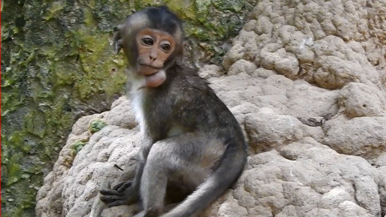 Full Time She Is ALone While Amari Monkey Go Away | This Shock My Heart ...
