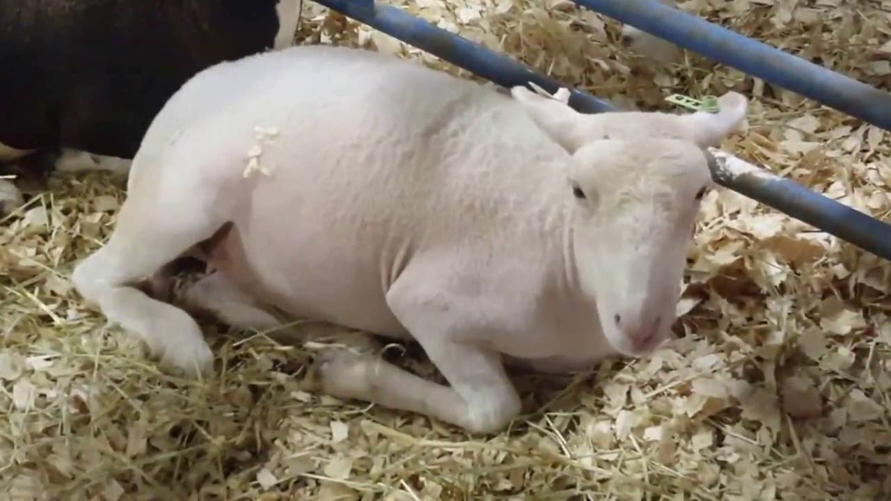 2017 The Great Frederick Fair 1:20 Video Review Farm Animals Ferris ...