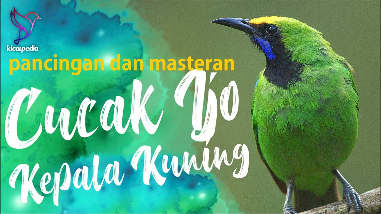 Masteran Dan Pancingan Cucak Ijo Kepala Kuning | Golden-fronted ...