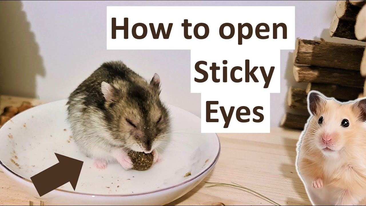 How to Open Sticky Eyes in Hamsters That are a Result of an Infection ...