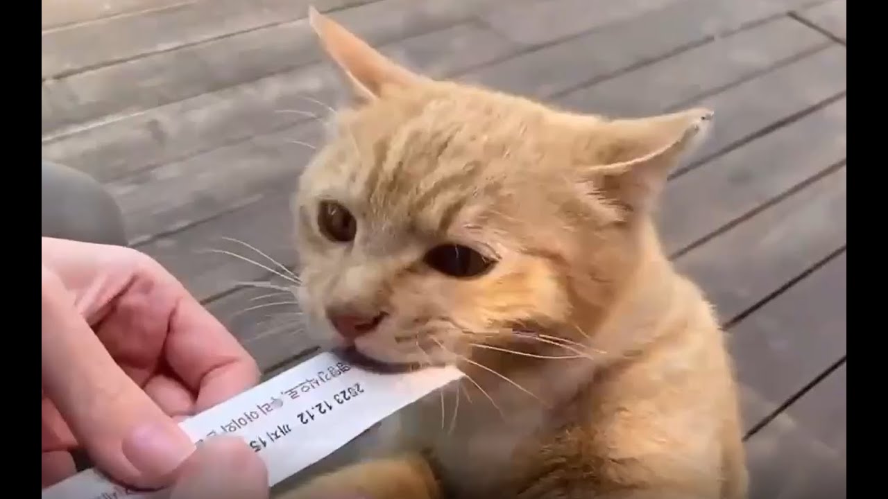 😺중부대학교 반려동물학부 봉사동아리 "데이지" 길냥이 봄이 TNR VLOG😺 - YouTube