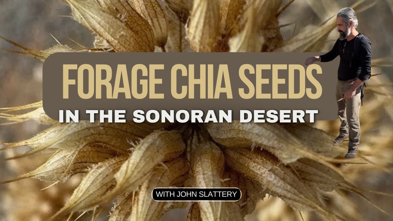 Forage Native Chia in the Sonoran Desert - YouTube