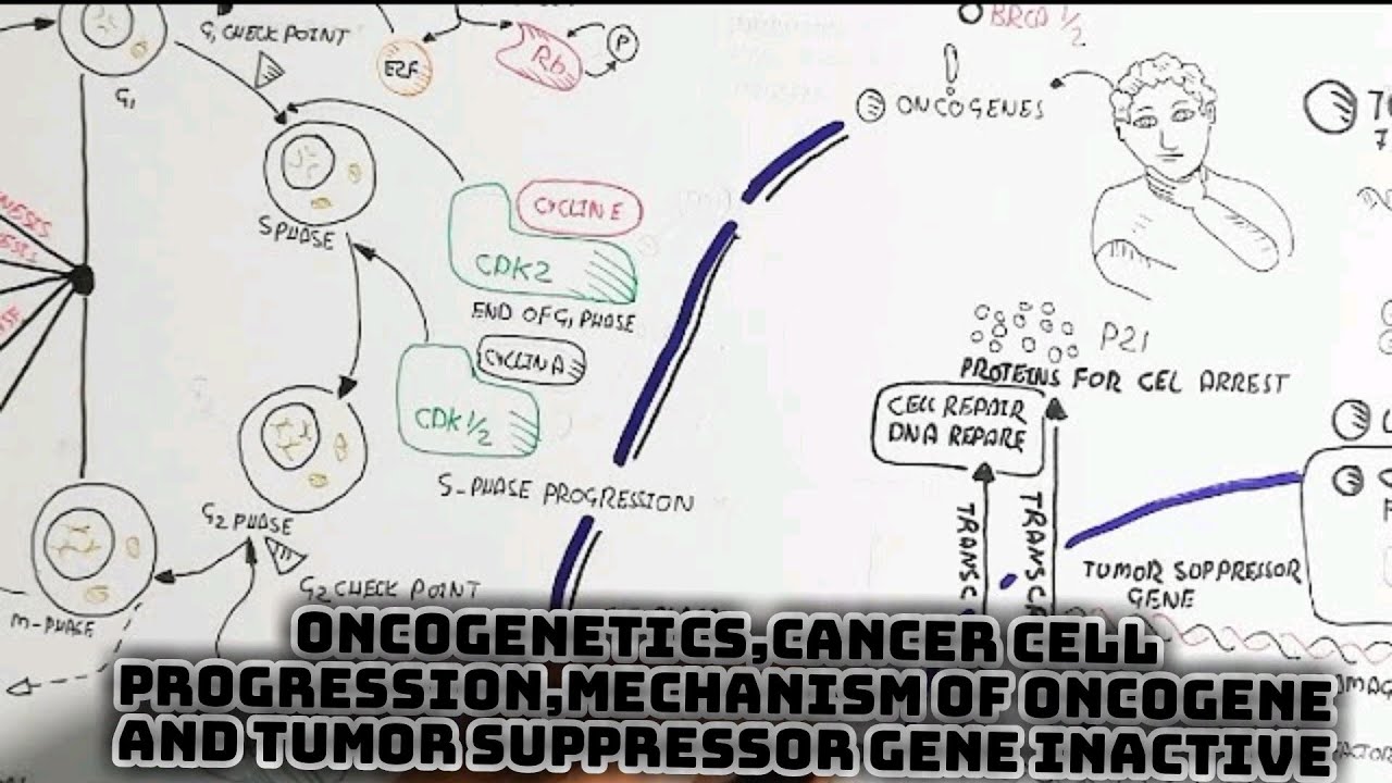 Oncogenetics,Cancer Cell Progression,Mechanism Of Oncogene And Tumor ...