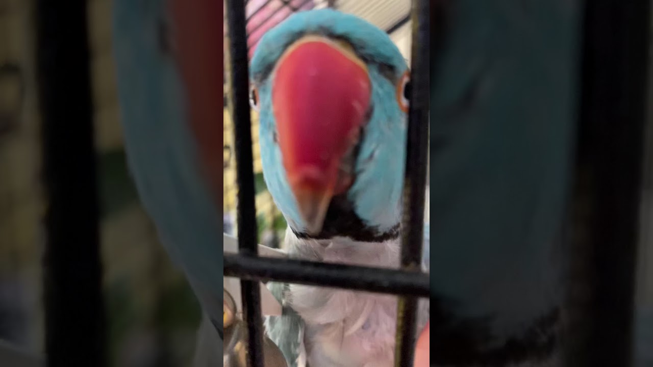 Coco the talking parrot - YouTube