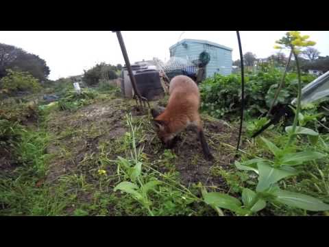 GoPro - Allotment fox has a sniff at the camera - YouTube