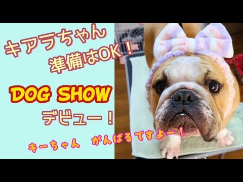 【Are you ready?】ブルドッグ パピー キアラちゃんのドッグショーデビューです！@bullto #ブルドッグ - YouTube