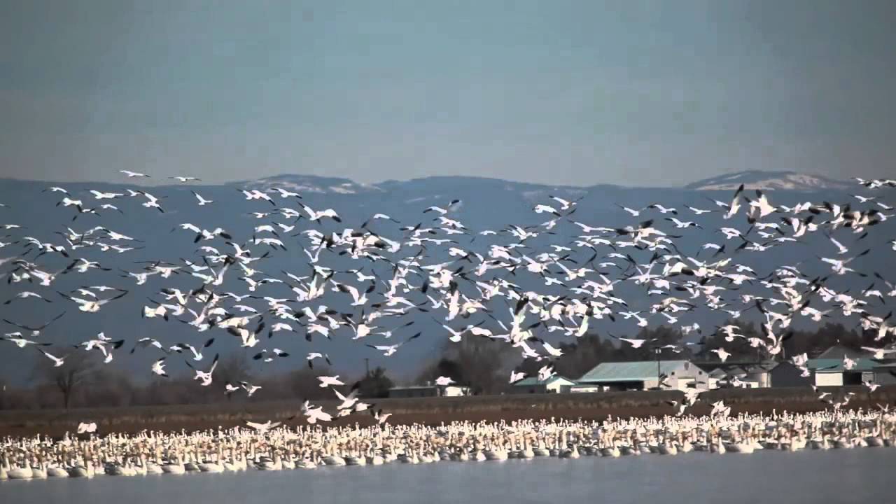 Sounds of the Snow Geese - YouTube