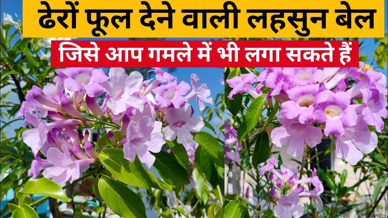 Garlic Vine plant खूबसूरत फूलों की बेल वाला पौधा लहसुन बेल जिसे गमले भी ...