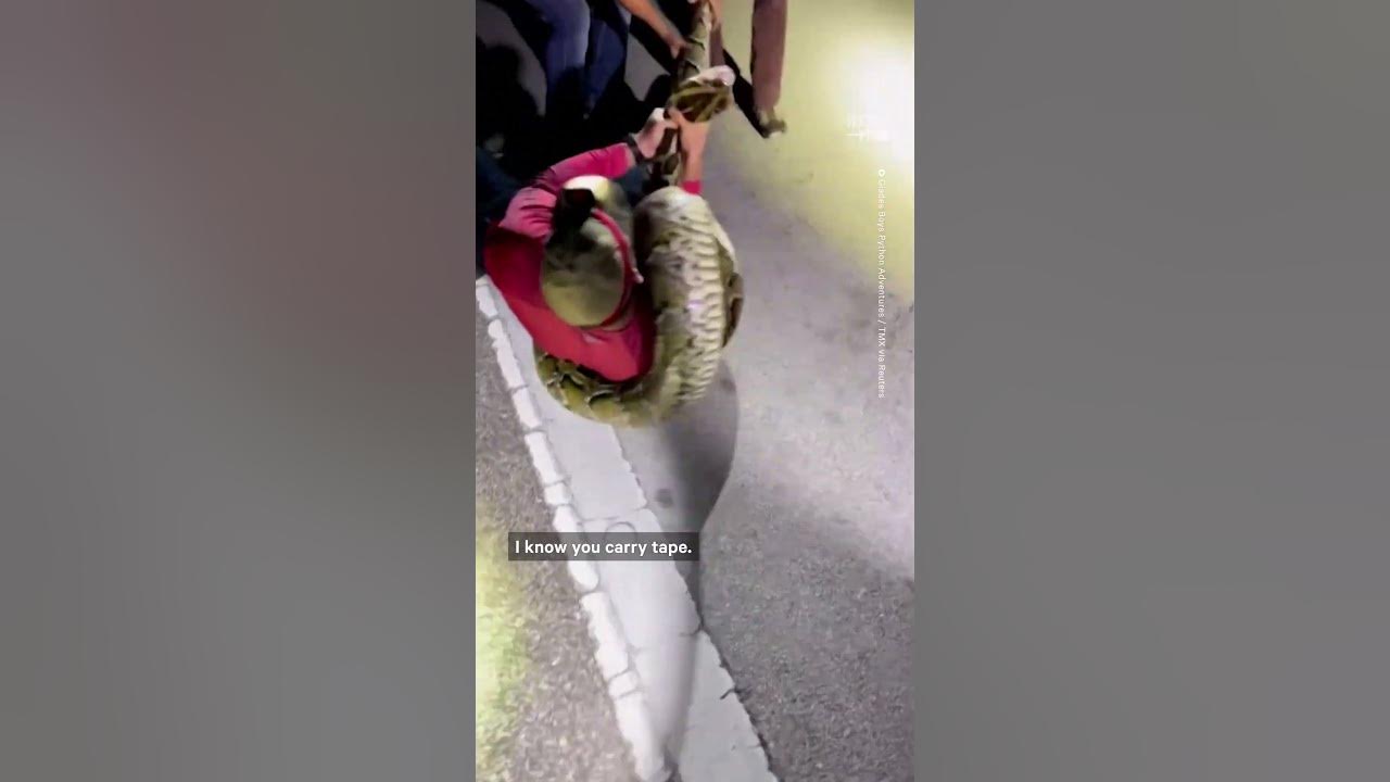Snake Hunters Catch 19-Foot Python in Florida - YouTube