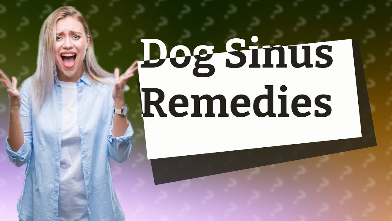 How to treat dog sinus infection at home? - YouTube