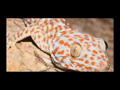 SUARA TOKEK  1 JAM menyeramkan anak cepat tidur