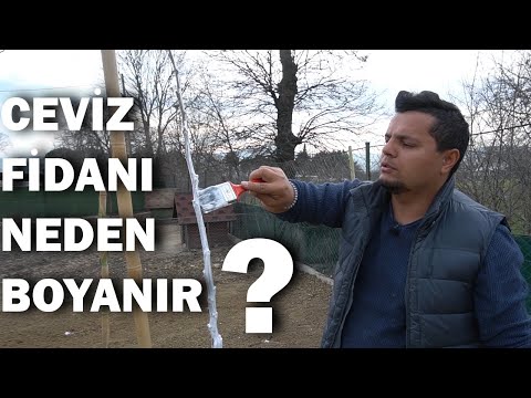 FİDAN NASIL BOYANMALI ?