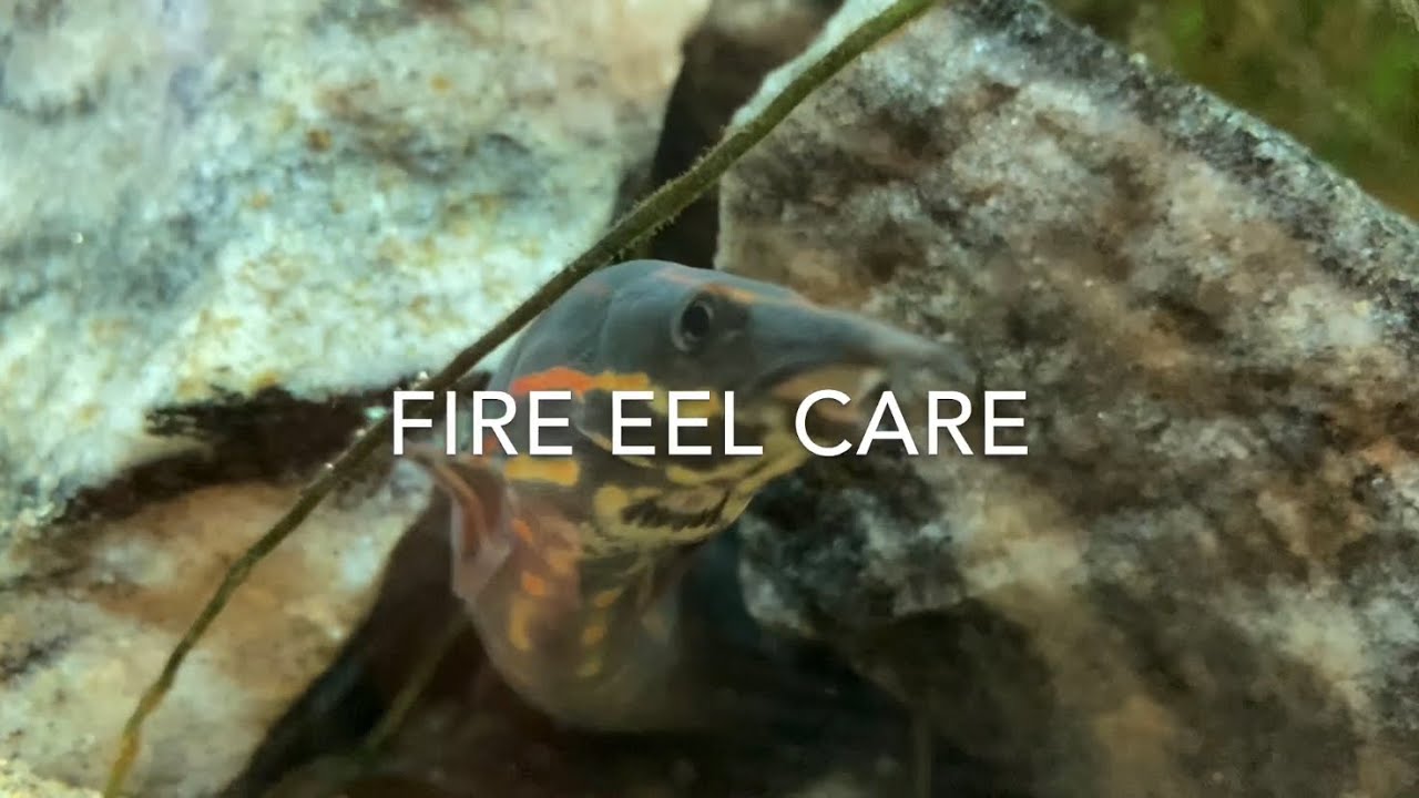 How To Care/Keep A Fire Eel In Your Aquarium (Species Profile and Care Sheet) - YouTube